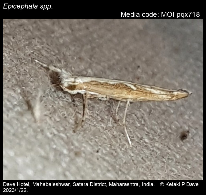 Epicephala spp. | Moths